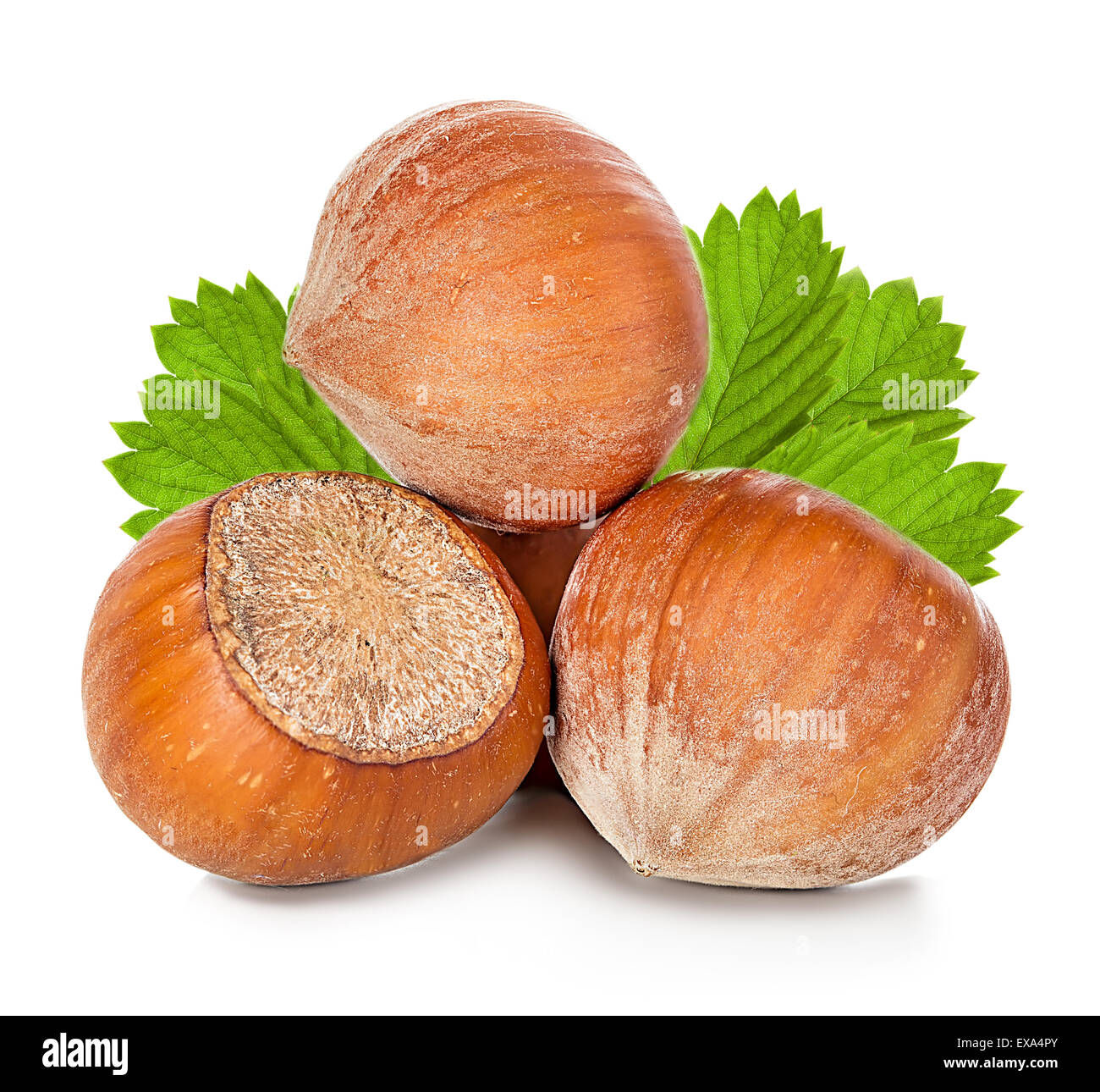 Hazelnuts isolated on white background Stock Photo - Alamy