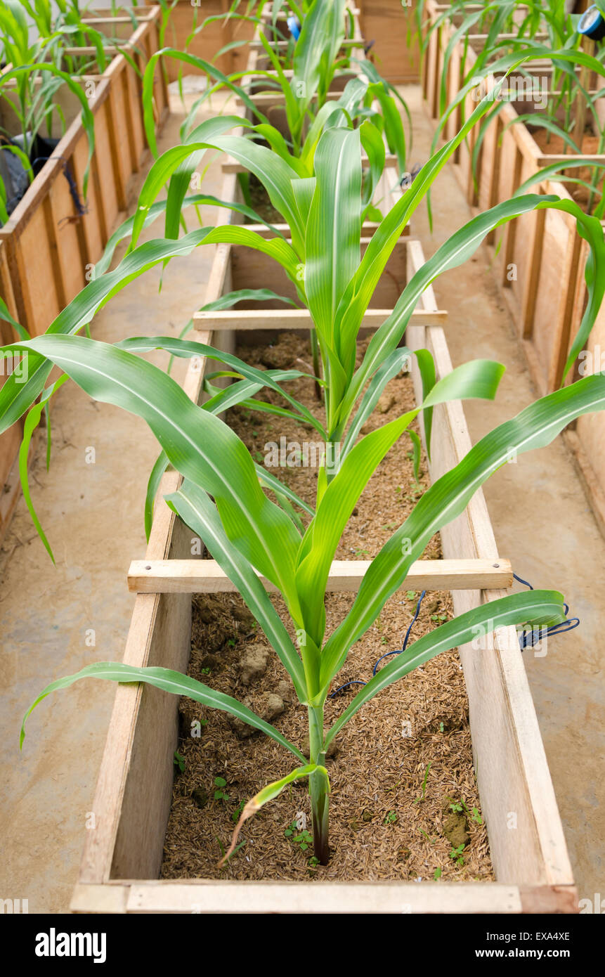Transgenic corn field hi-res stock photography and images - Alamy