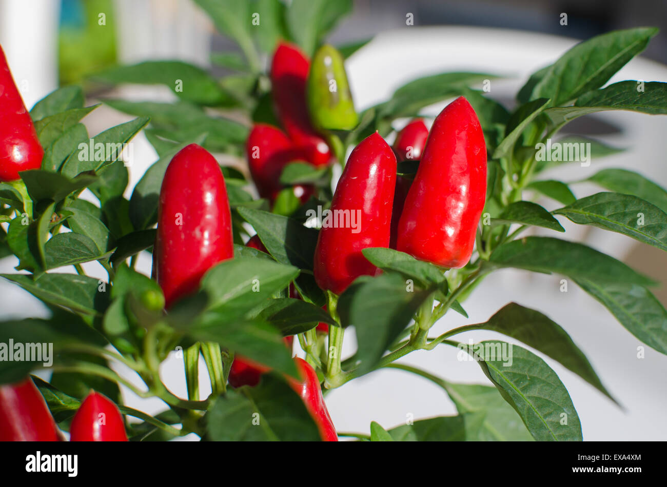 Red Chili with small for ornamental gardens Stock Photo - Alamy