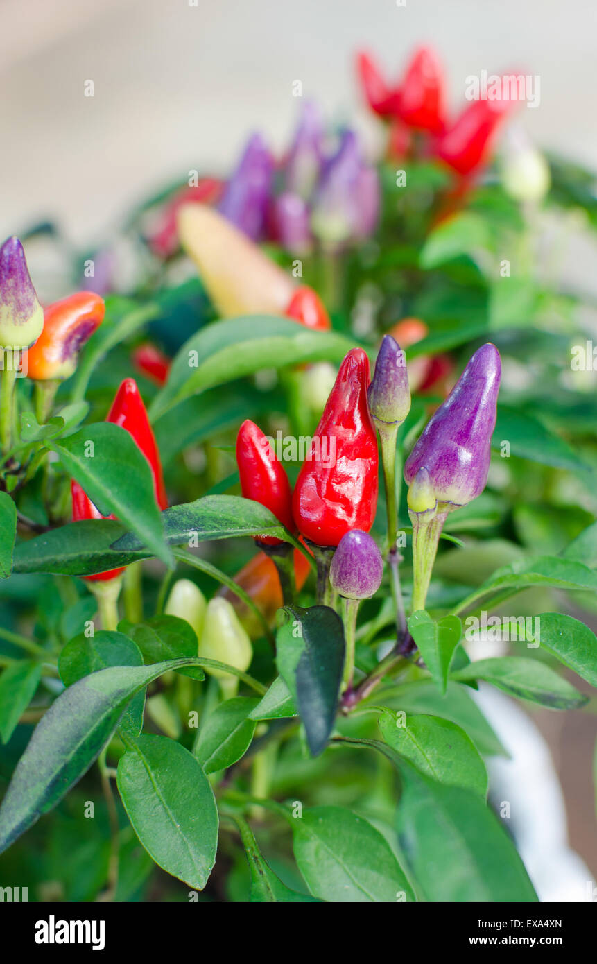 Chili with small purple and red for ornamental gardens. , Have another ...