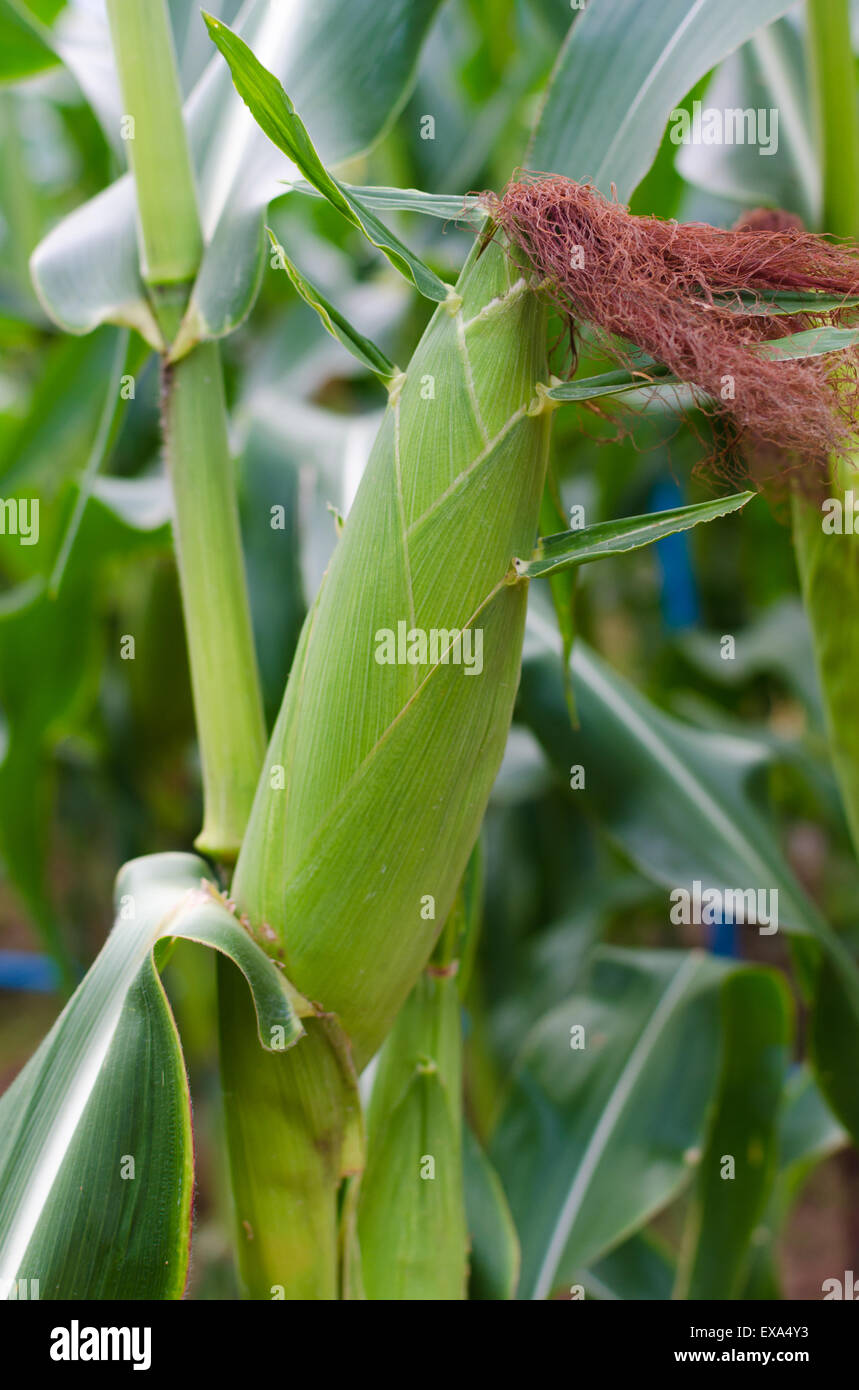 Fresh corn is ready to harvest in the fields Stock Photo - Alamy