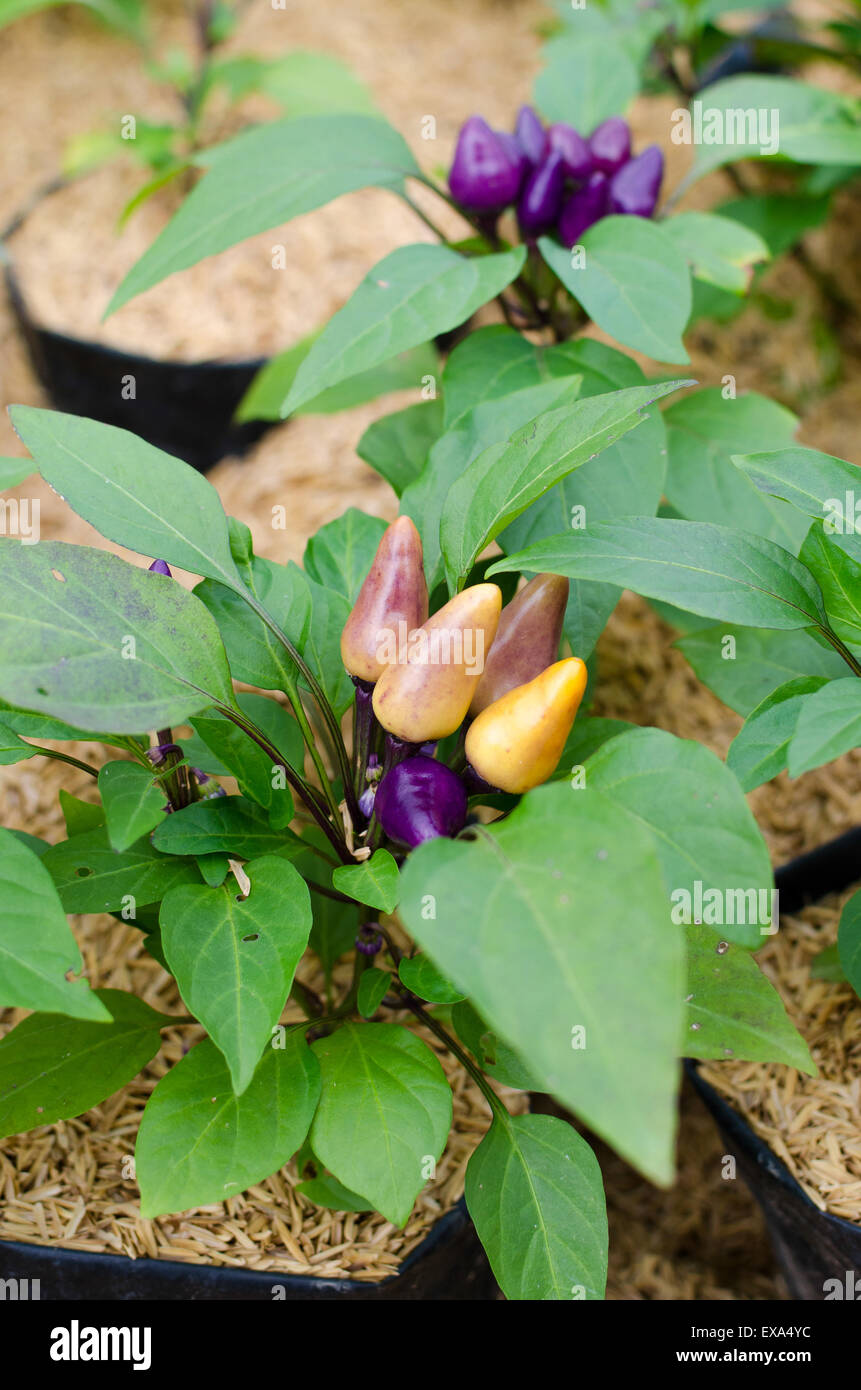 Chili with small purple for ornamental gardens. , Have another name ...