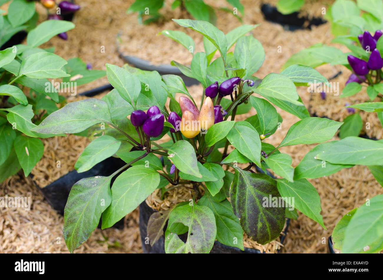 Chili with small purple for ornamental gardens. , Have another name ...
