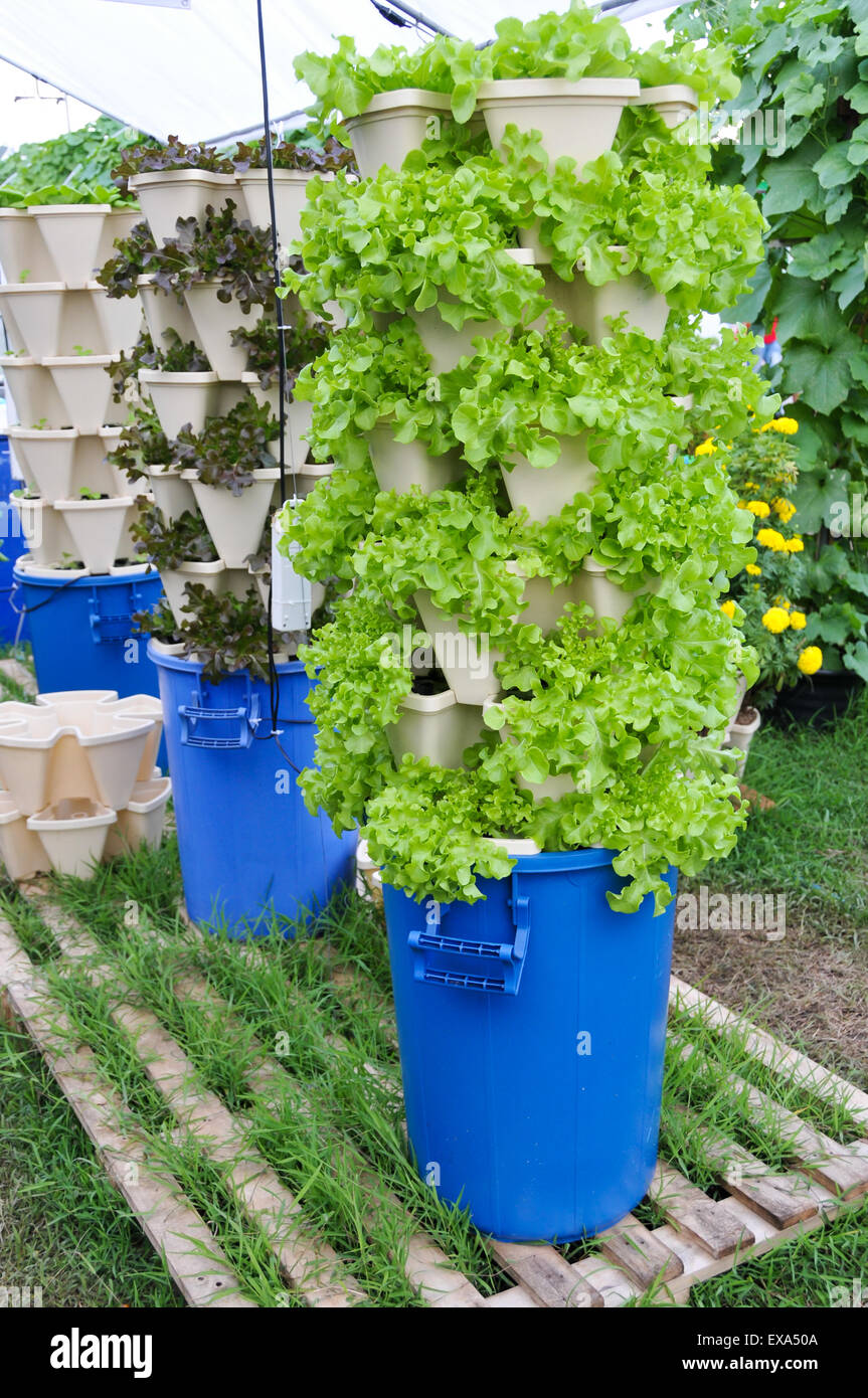 Growing hydroponic vegetables on the blue tank Stock Photo - Alamy