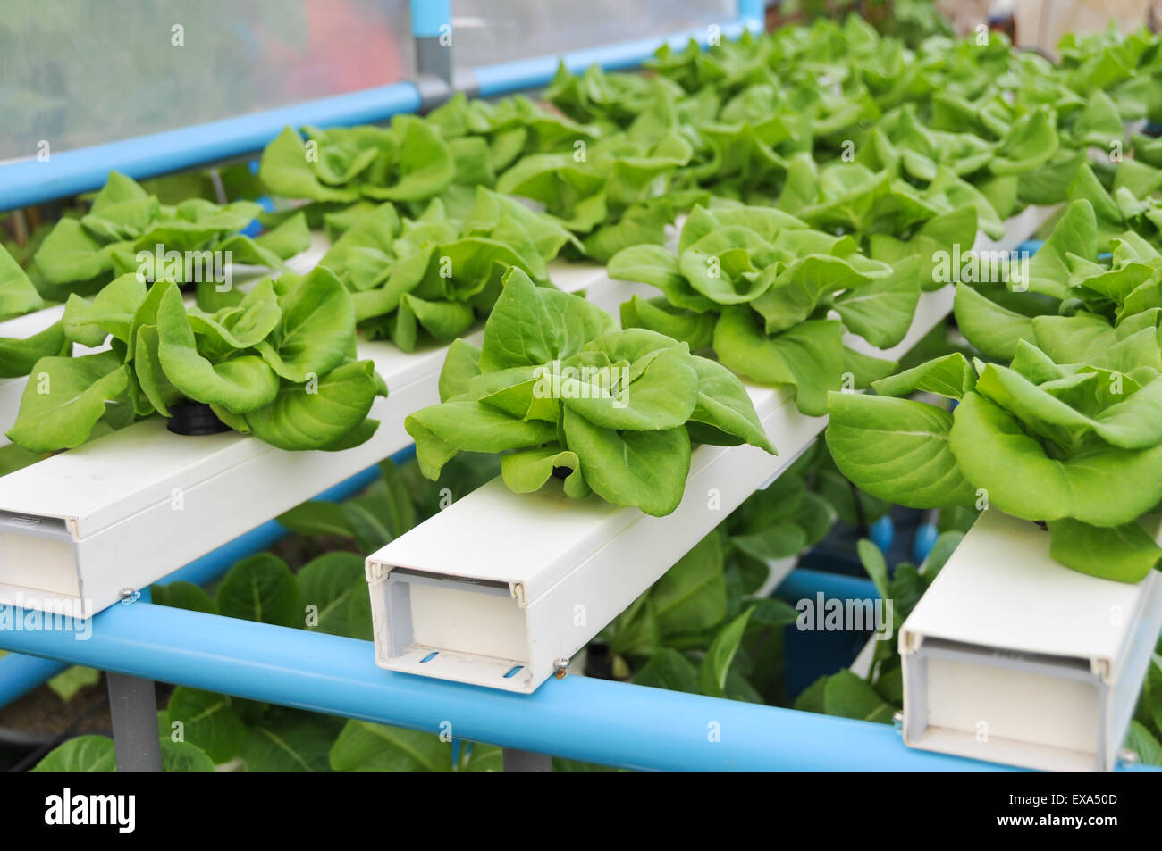 Hydroponics grow vegetables without using soil Stock Photo - Alamy