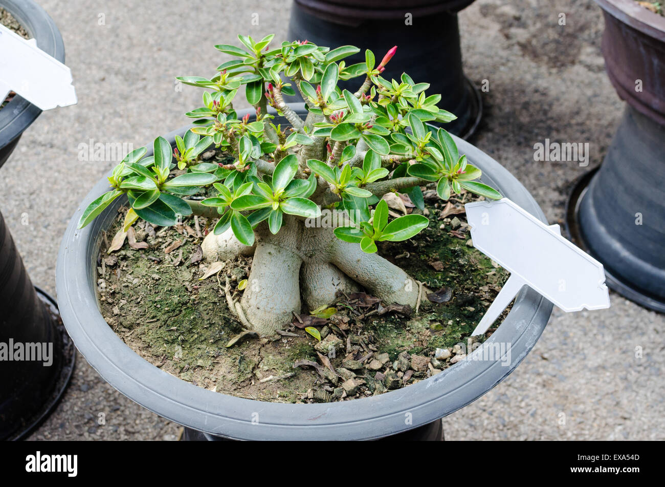 Beautiful of Azalea trees grown in pot Stock Photo - Alamy