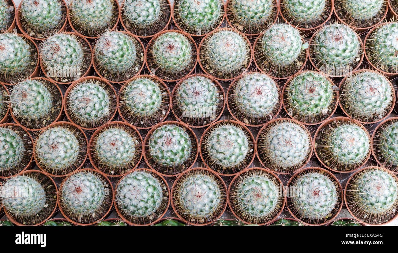 Cactus seedling. Small decorative cactus plants Stock Photo - Alamy