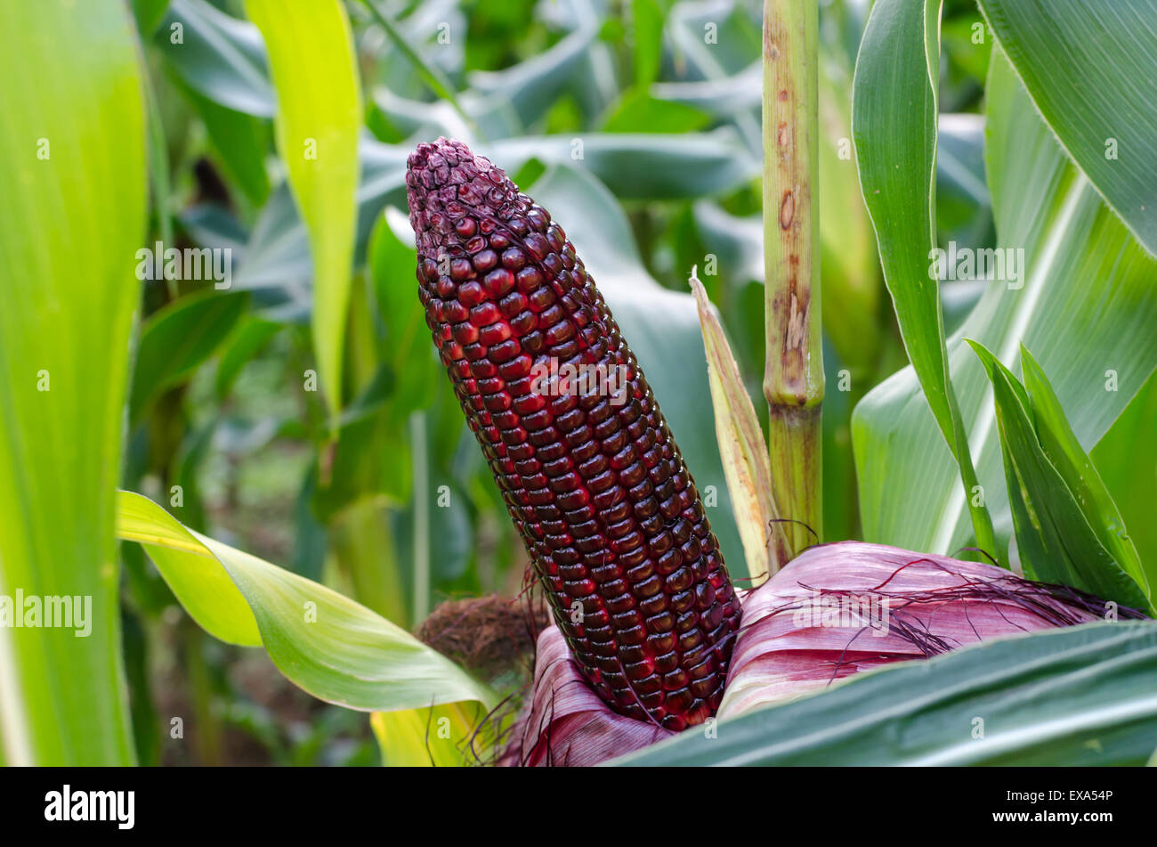 Fresh red sweet corn is ready to harvest in the fields Stock Photo - Alamy
