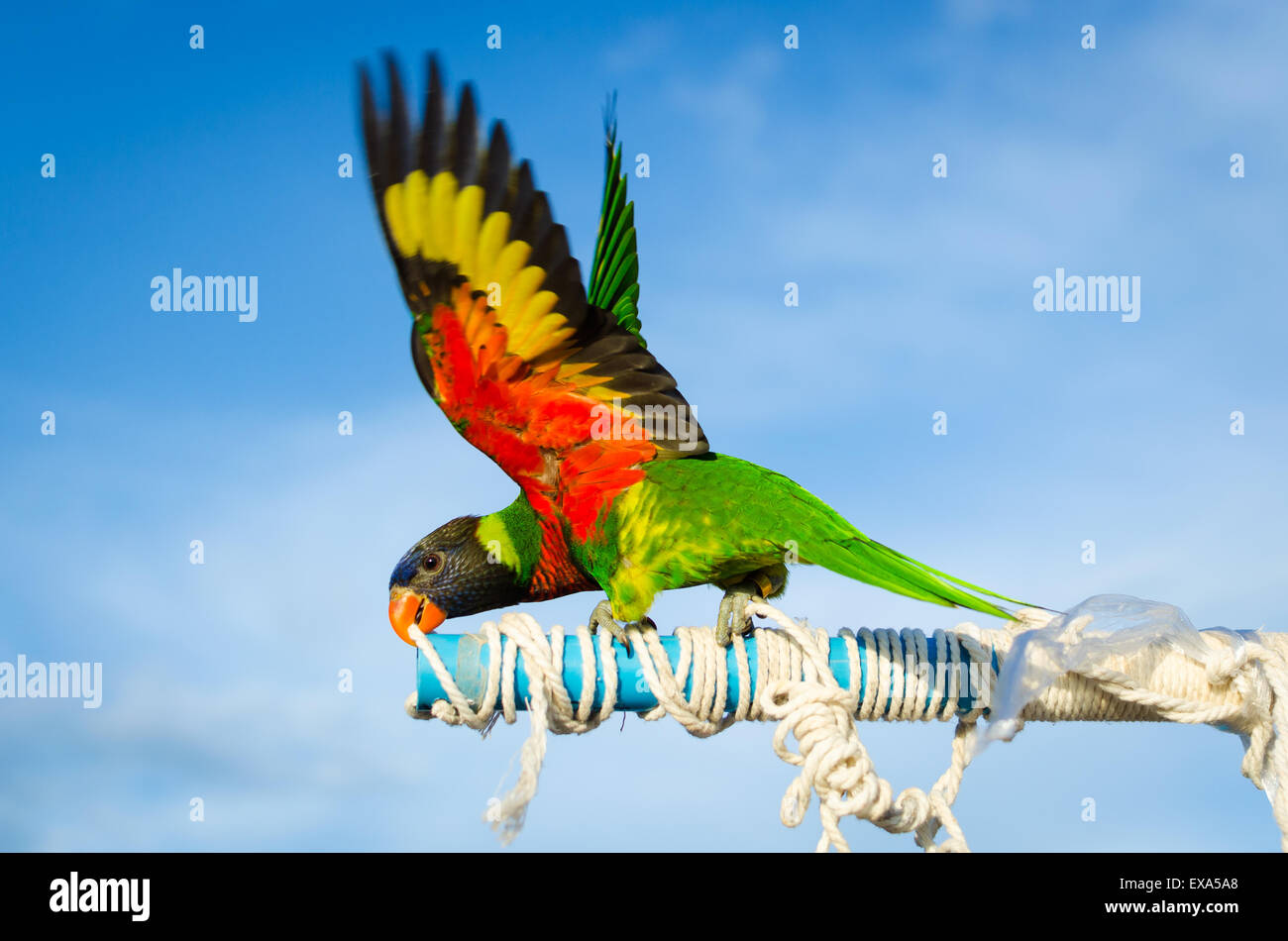 Beautiful colorful parrot, Sun Conure (Aratinga solstitialis),native ...