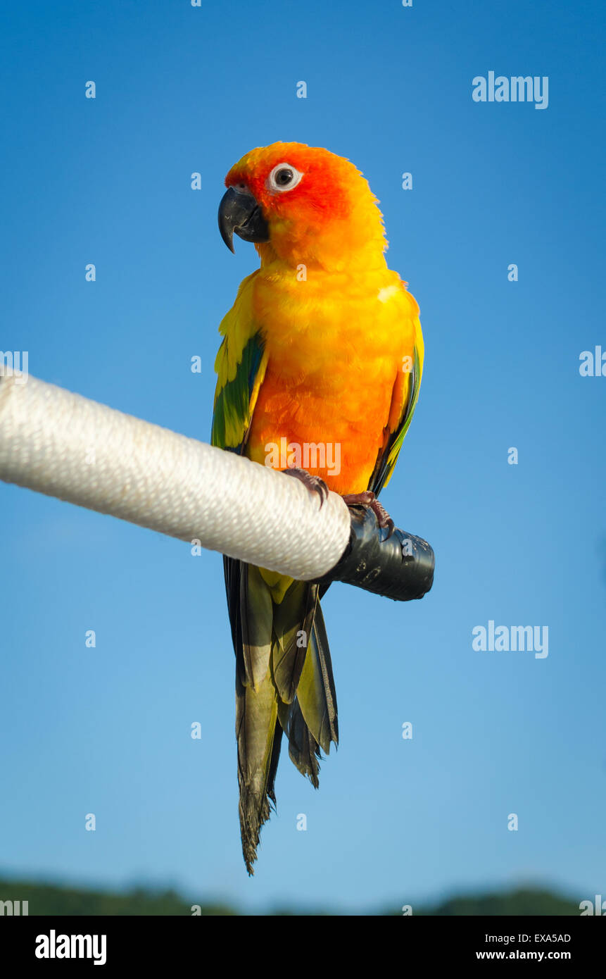 Beautiful colorful parrot, Sun Conure (Aratinga solstitialis),native ...