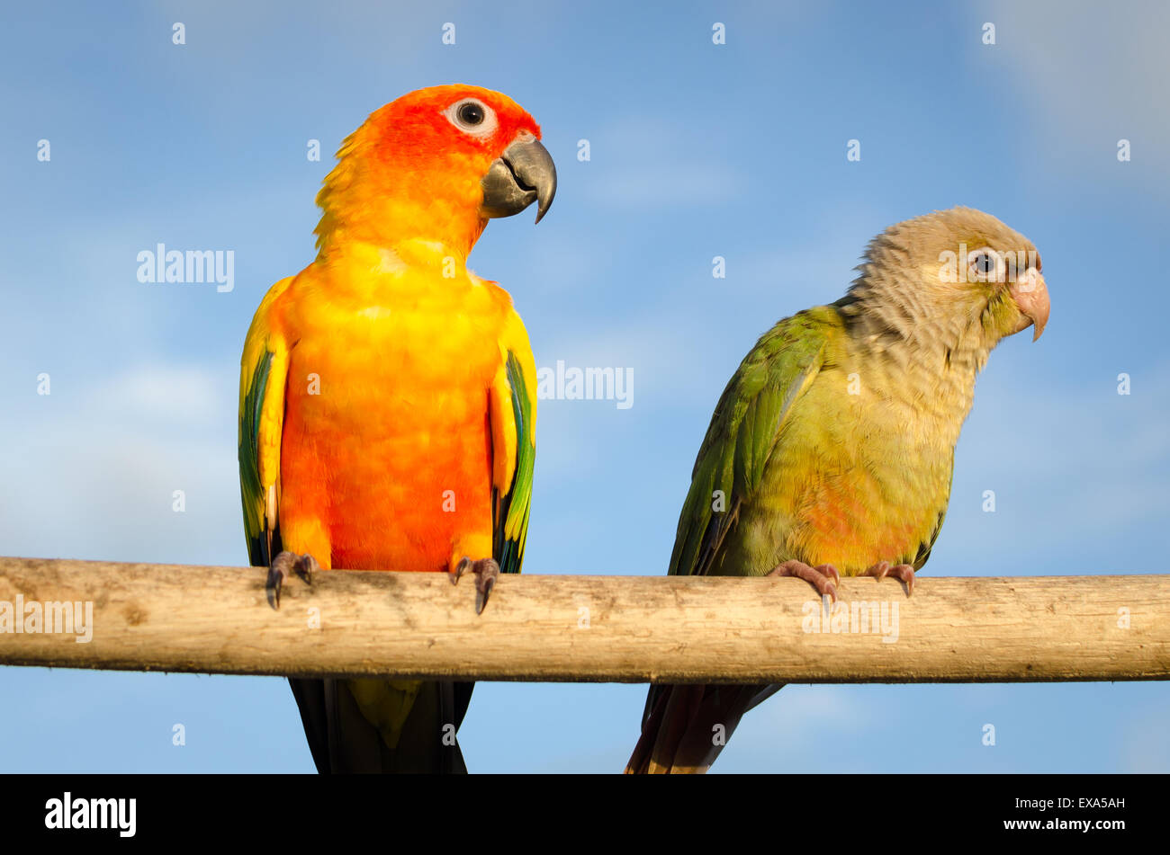 Beautiful colorful parrot, Sun Conure (Aratinga solstitialis),native ...