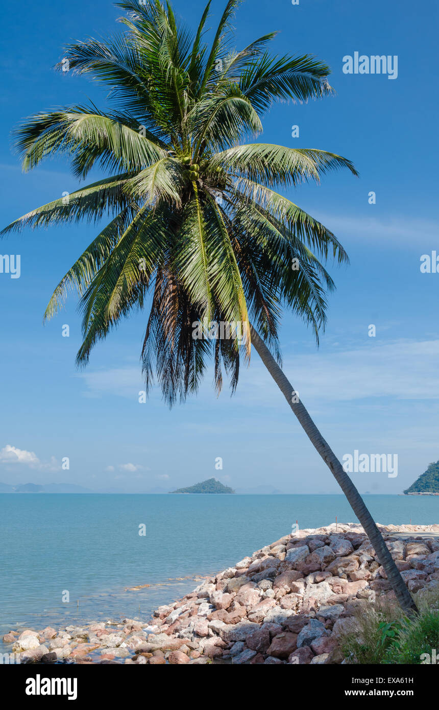 Serene coconut tree hi-res stock photography and images - Alamy
