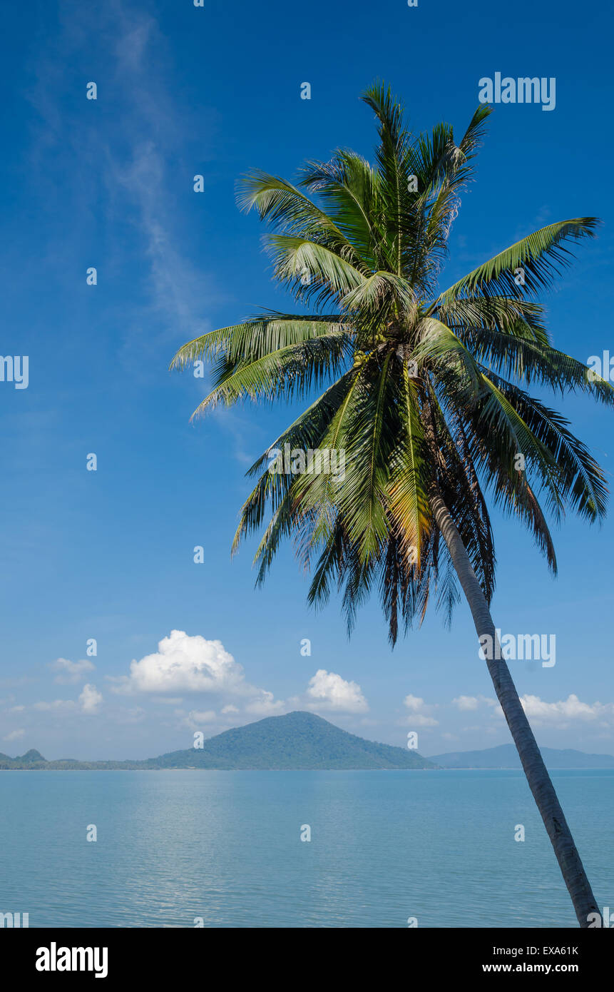 Coconut Tree In The Sunlight of Summer Time Stock Photo - Alamy