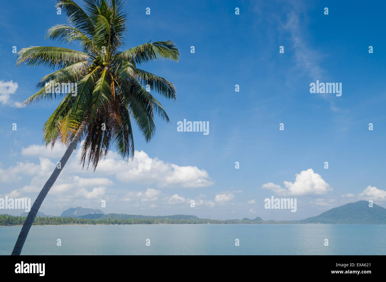 Coconut tree at beach hi-res stock photography and images - Alamy