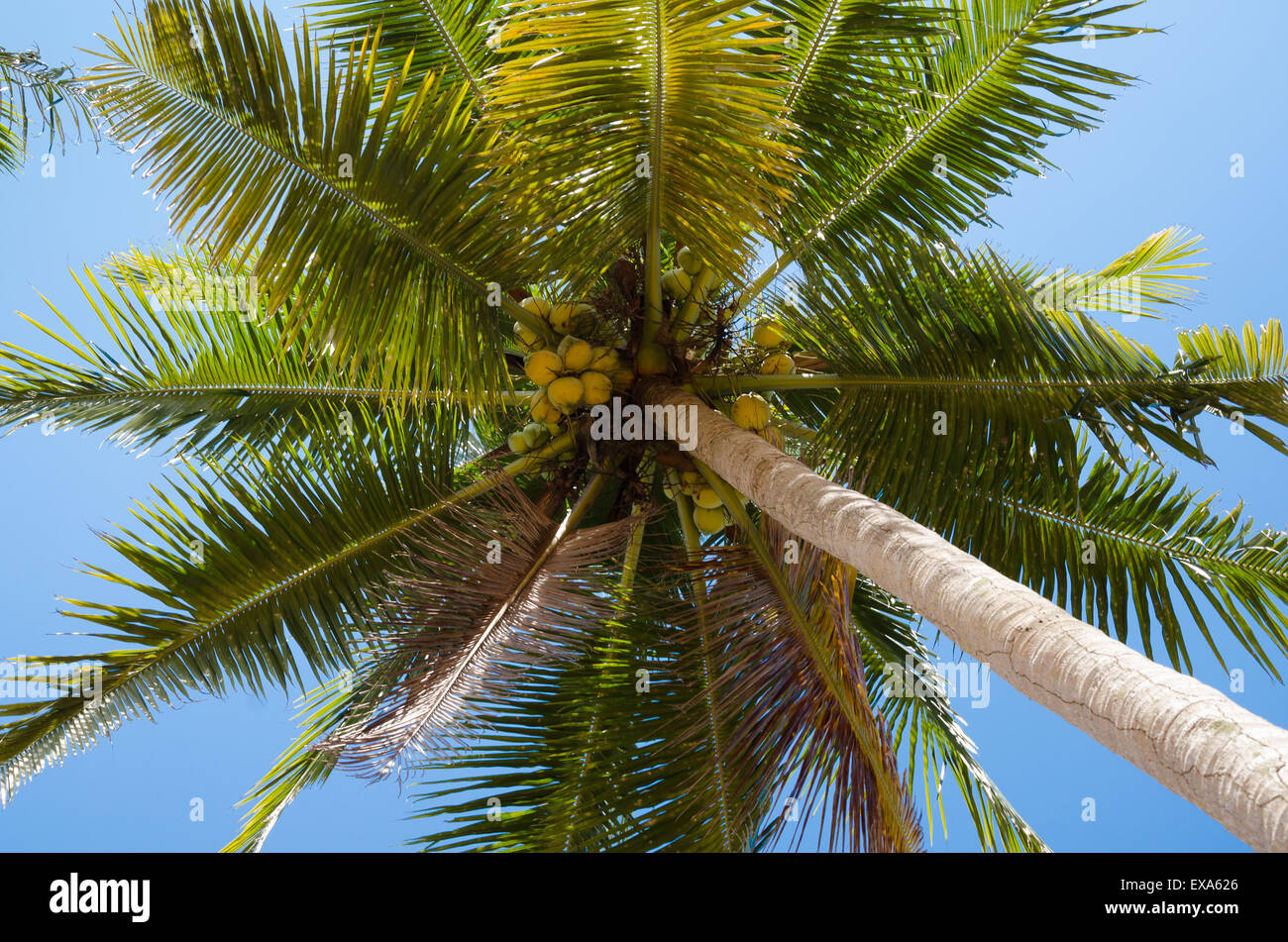 Coconut Tree In The Sunlight Stock Photo - Alamy