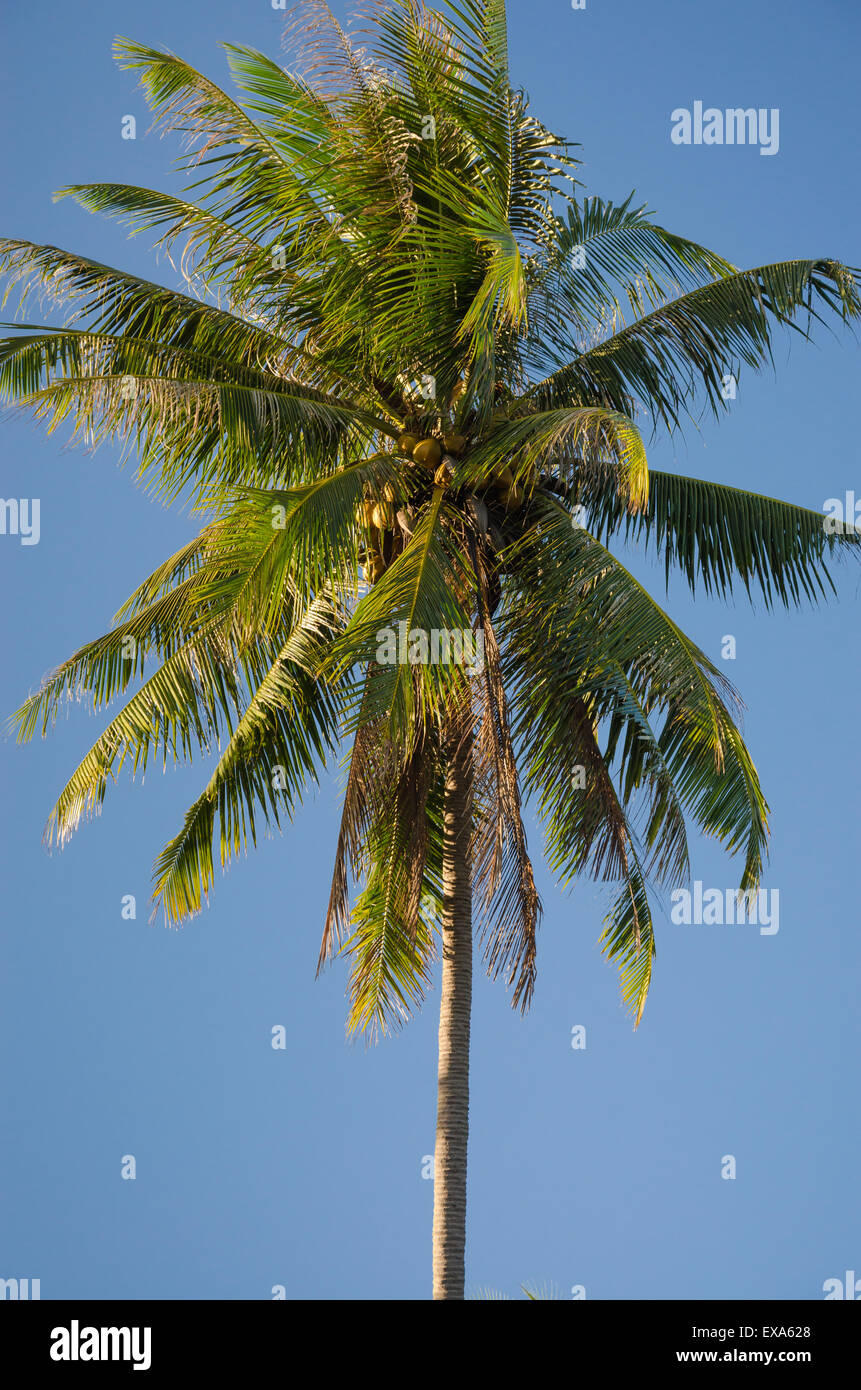 Coconut Tree In The Sunlight Stock Photo - Alamy