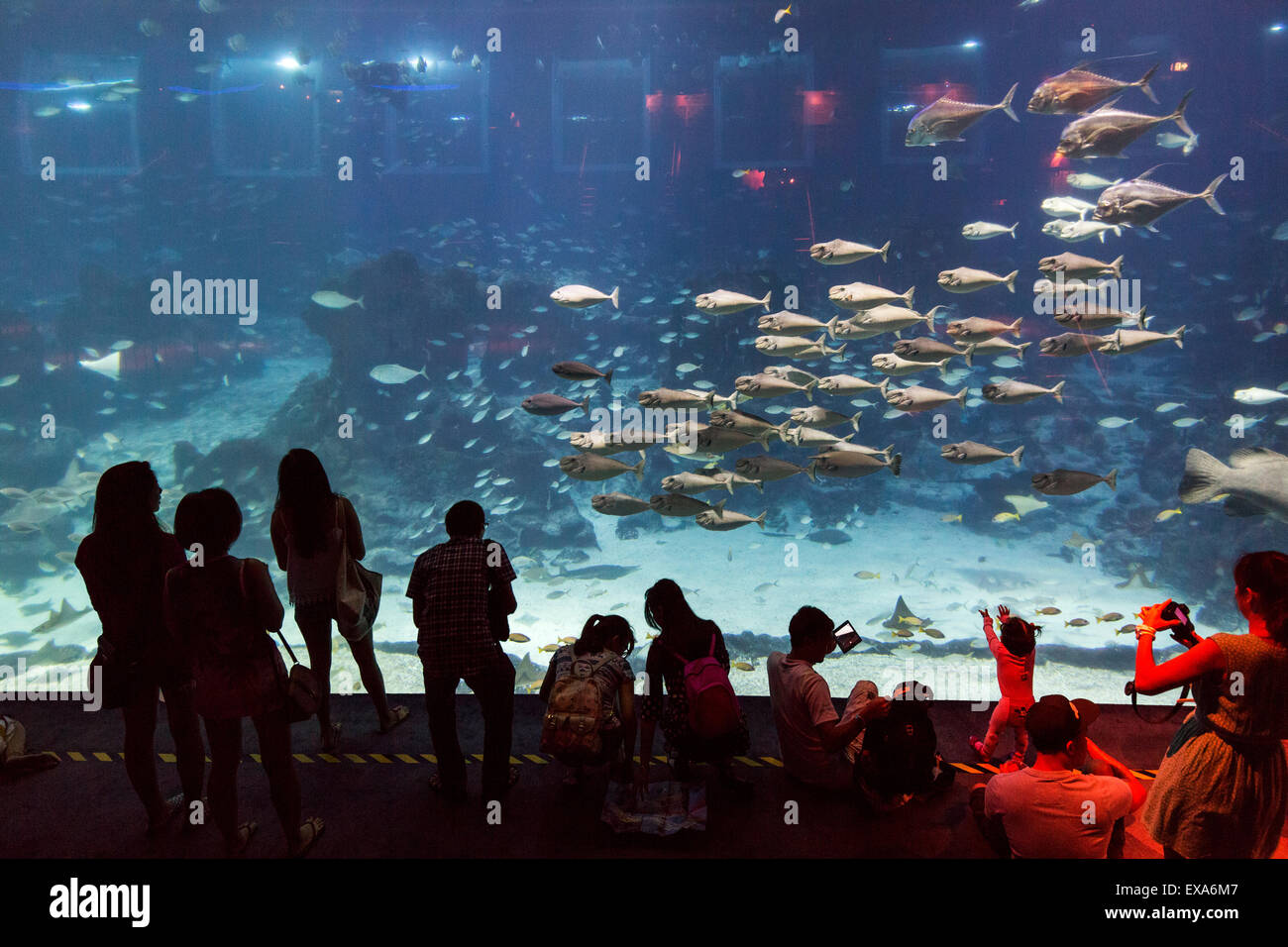 Singapore aquarium hi-res stock photography and images - Alamy