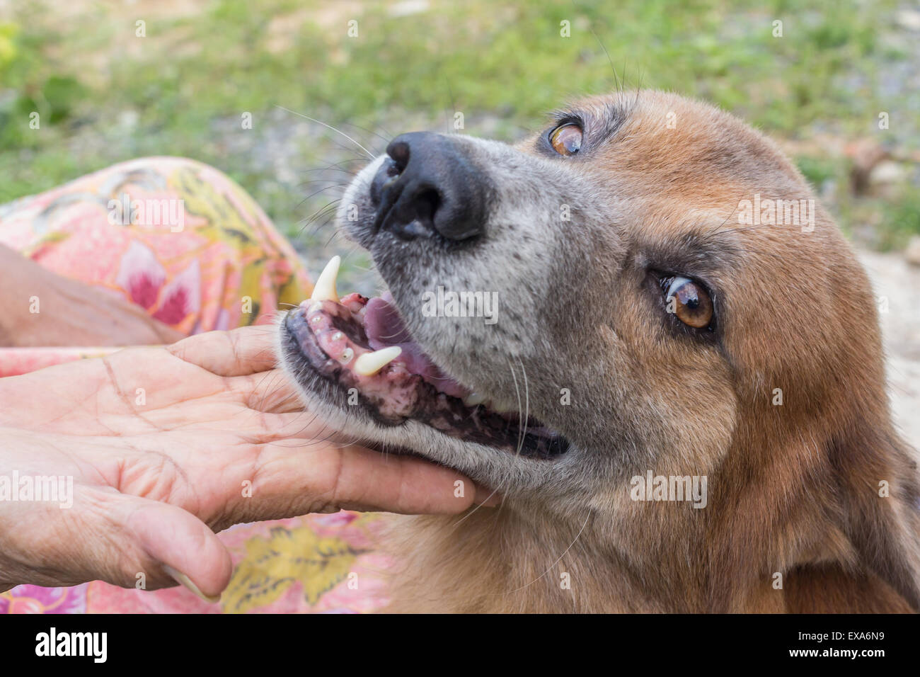 Hand petting cute senior dog hi-res stock photography and images - Alamy
