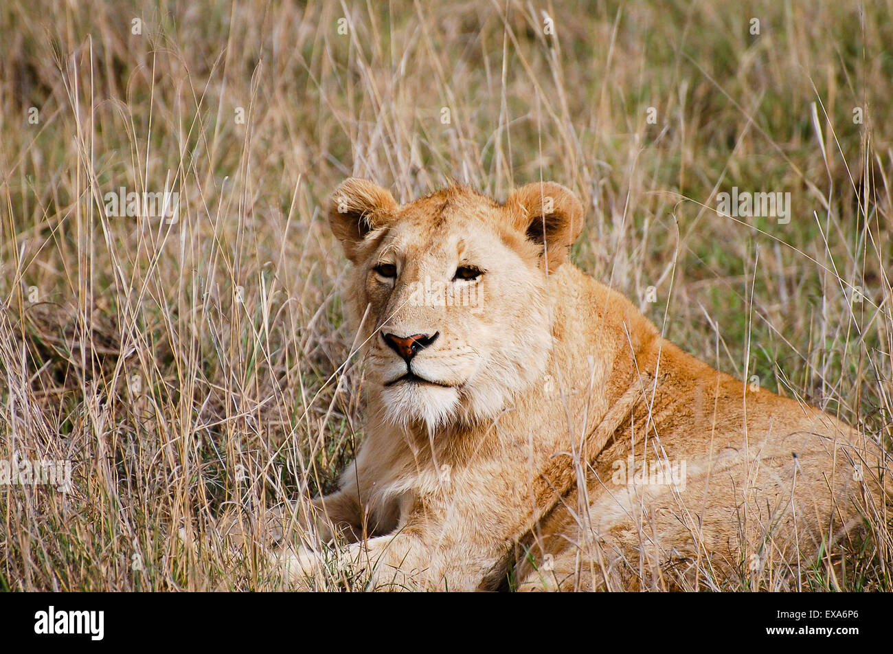 Ngorongoro crater lion hi-res stock photography and images - Alamy