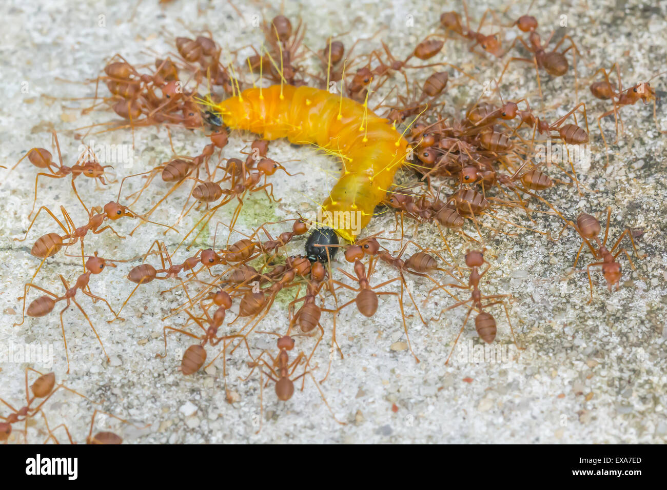 Red ants in nature hi-res stock photography and images - Alamy