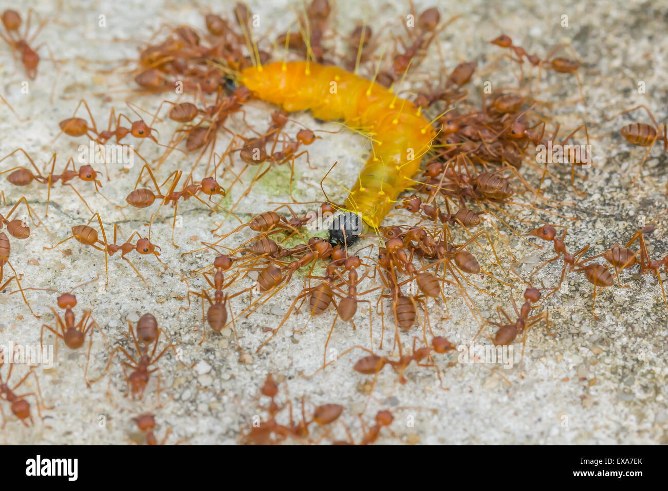 Red ants of thailand hi-res stock photography and images - Alamy