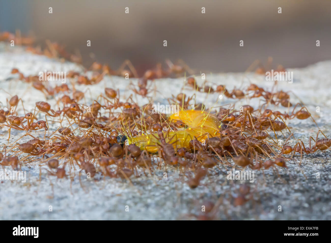 Red ants attack hi-res stock photography and images - Alamy