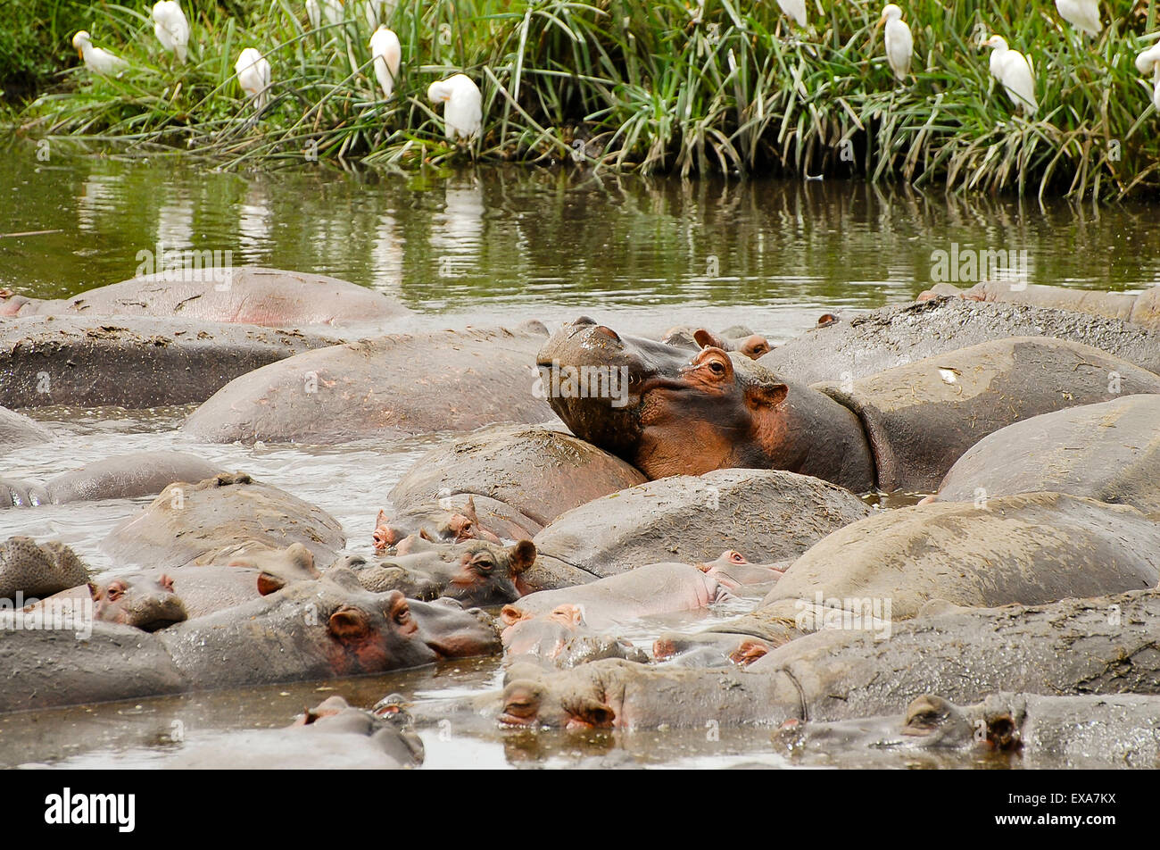 Hippopotamus Group - Serengeti - Tanzania Stock Photo - Alamy