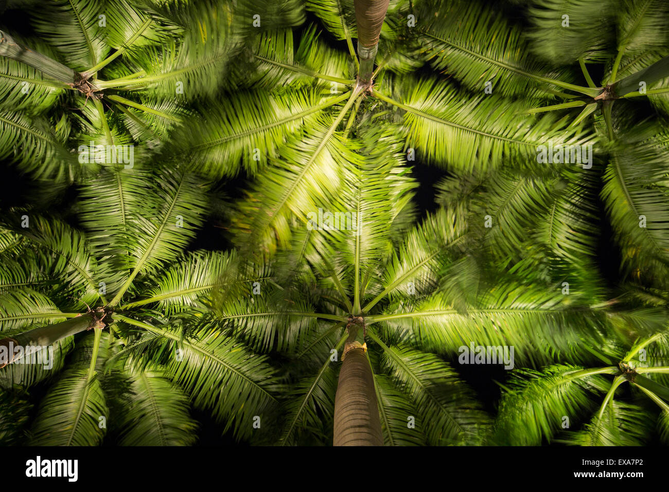 Outside shopping mall with palm trees hi-res stock photography and ...
