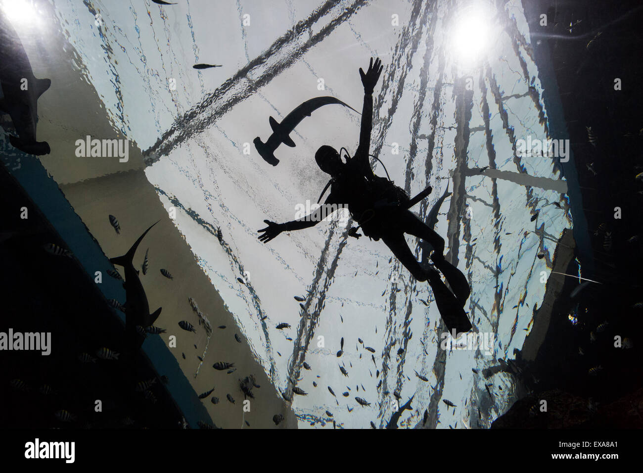 Asia, Singapore, Scuba diver swimming inside massive shark tank inside ...