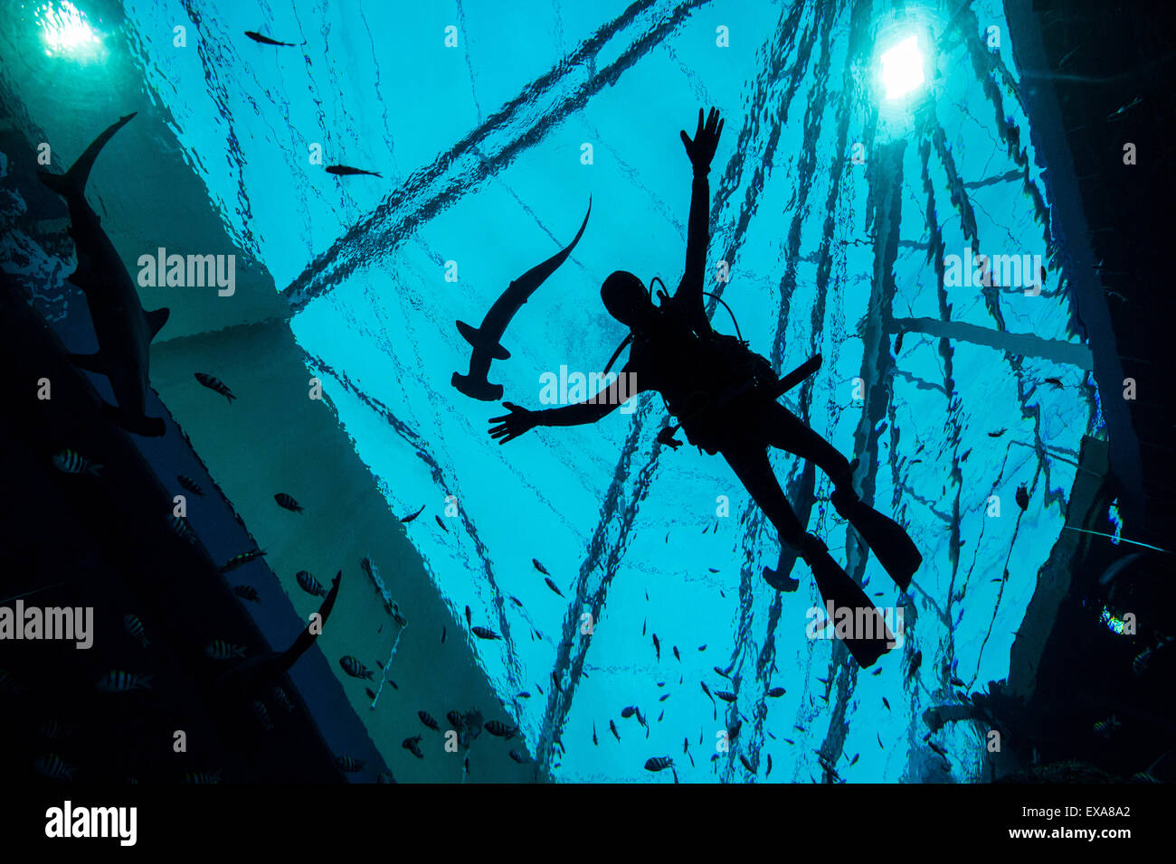 Asia, Singapore, Scuba diver swimming inside massive shark tank inside ...