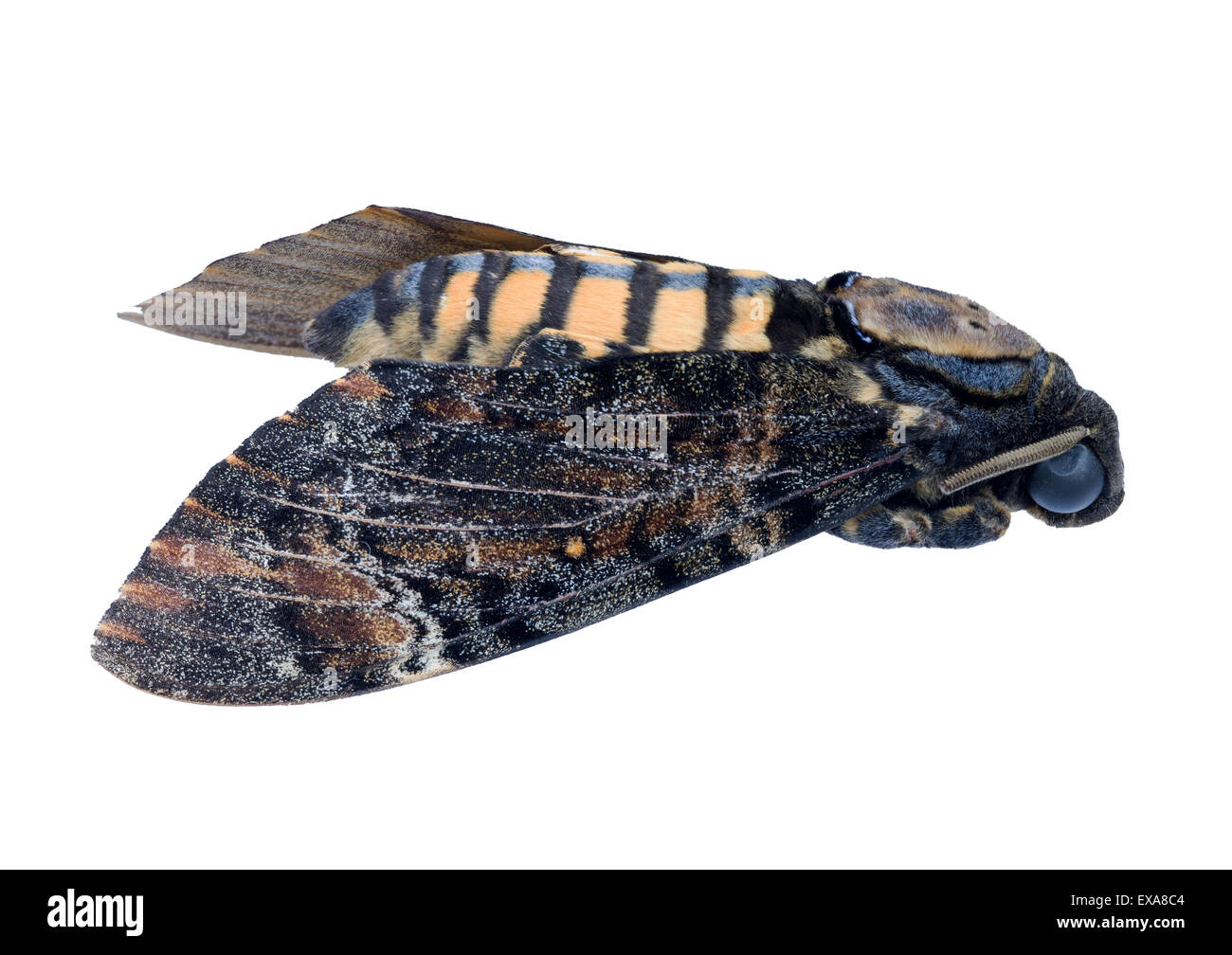 Moth isolated on white background Stock Photo - Alamy