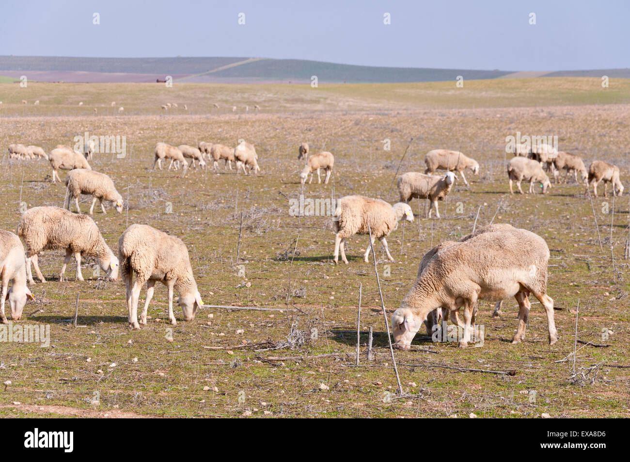 Dryland cattle hi-res stock photography and images - Alamy