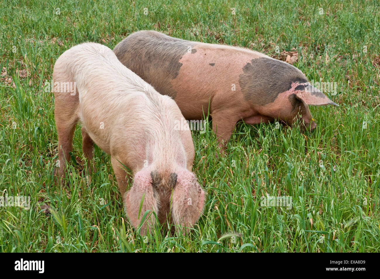 Pig grazing in a meadow hi-res stock photography and images - Alamy