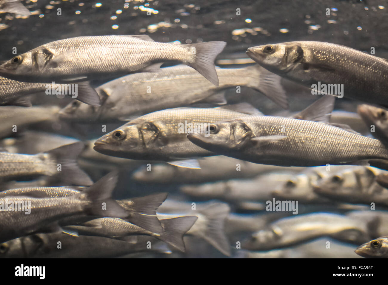 School of Silver Gray Fish Stock Photo - Alamy