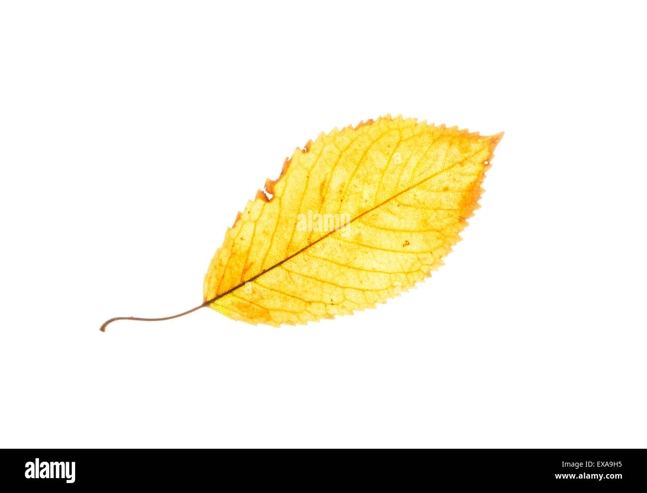 Autumn beech leaves in Cut Out Stock Images & Pictures - Alamy