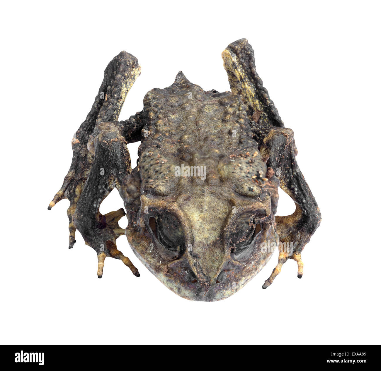 Mummy frog hi-res stock photography and images - Alamy