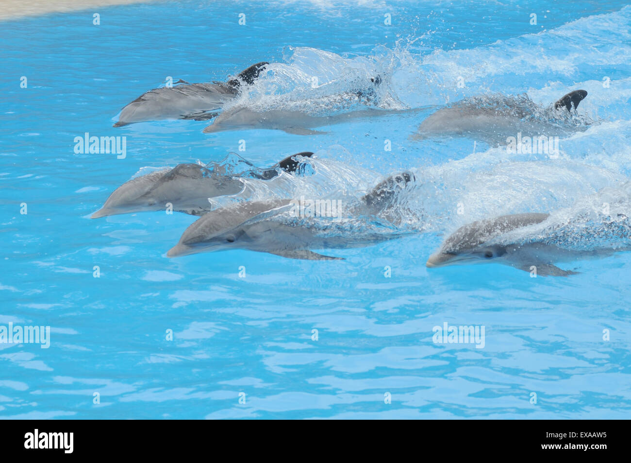 Grey Dolphin on a Very Blue Water Stock Photo - Alamy