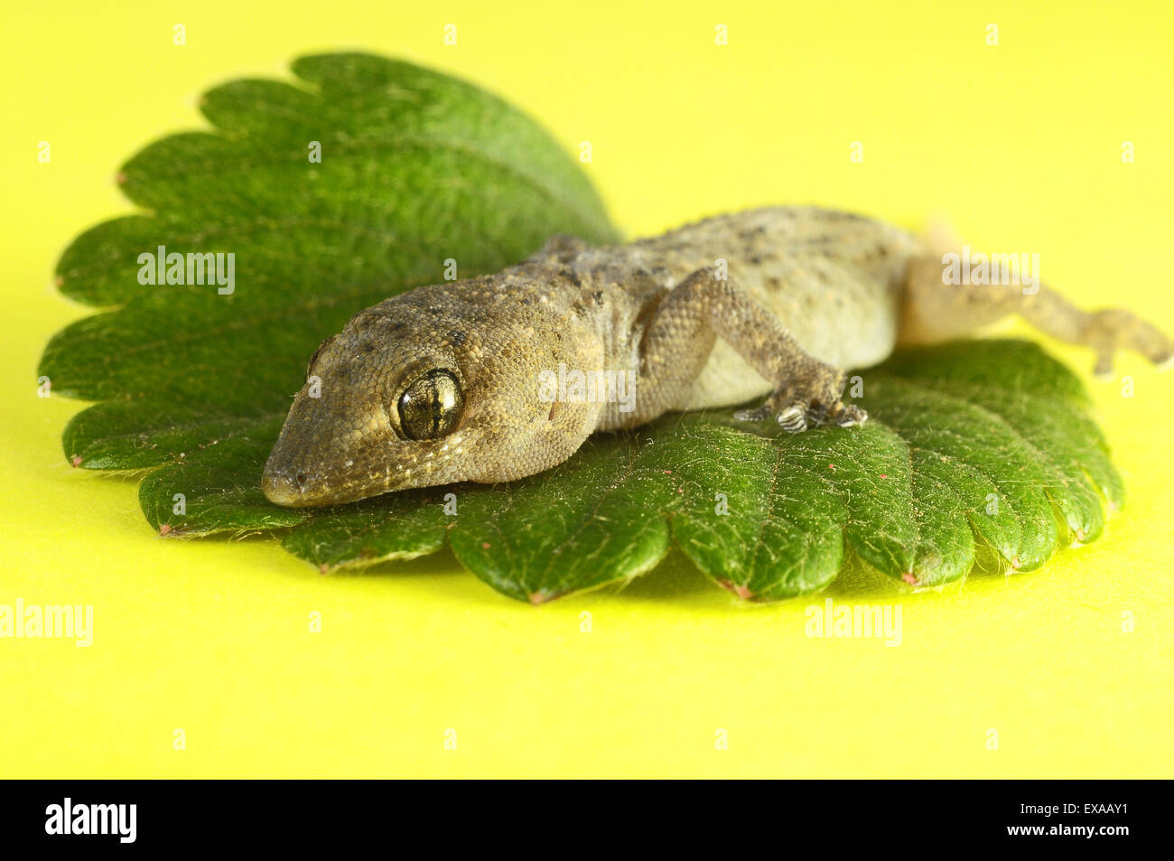 Gecko Lizard and Leaf Stock Photo - Alamy