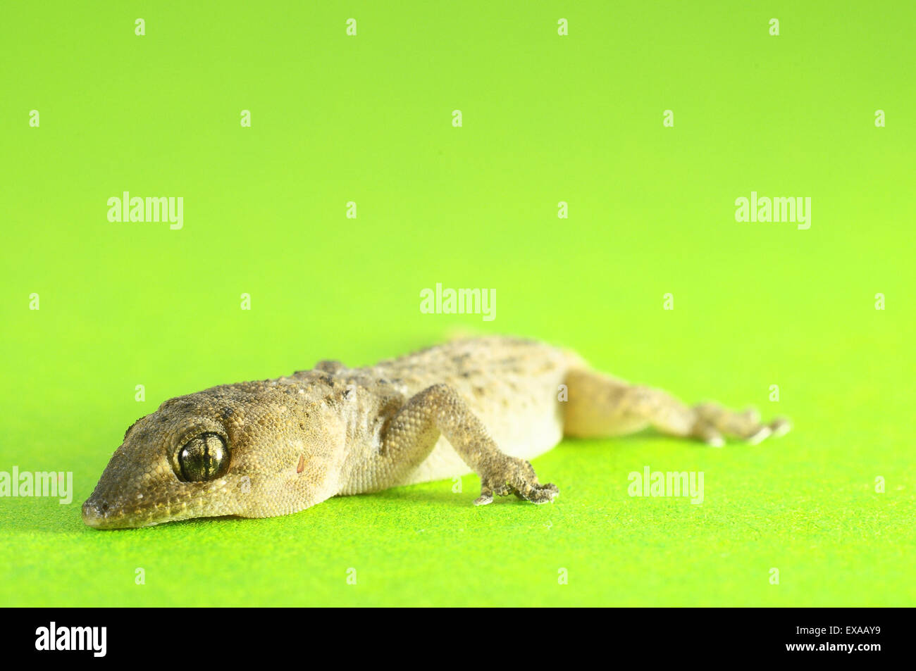 Gray Gecko Lizard Stock Photo - Alamy