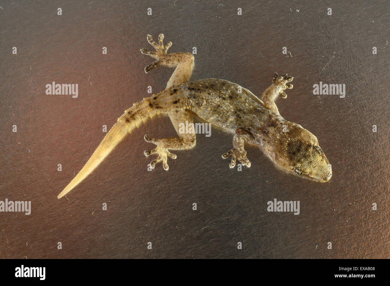 Gray Gecko Lizard Stock Photo - Alamy