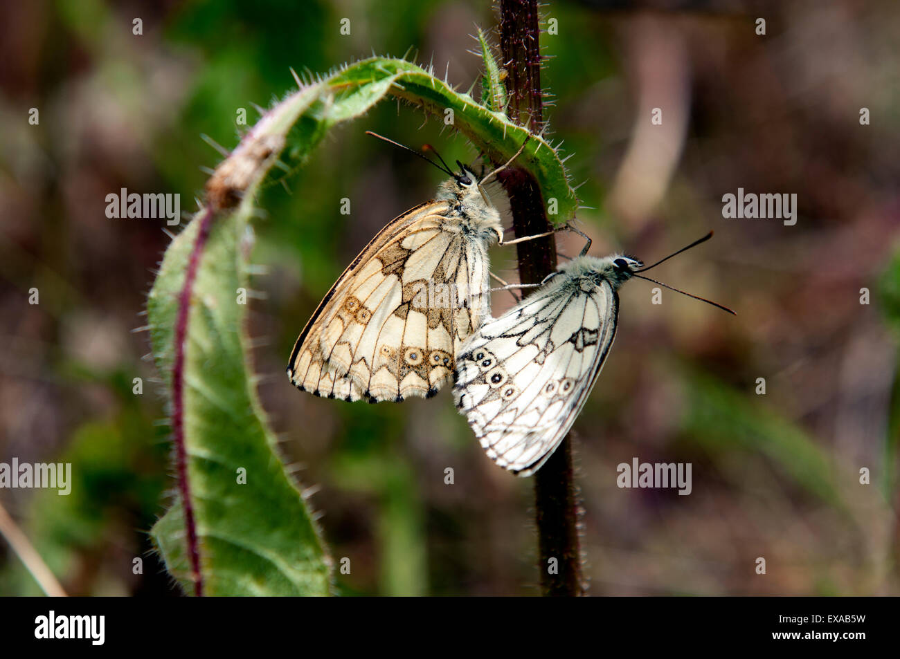 Marbled White butterflies (Melanargia galathea) mating Stock Photo - Alamy