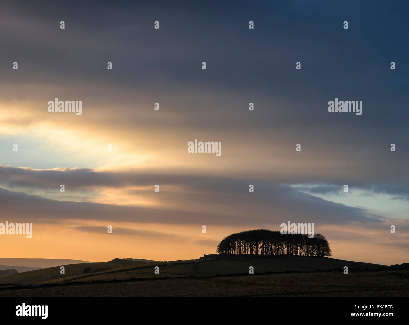 Trees on horizon landscape at sunset silhouette Stock Photo - Alamy