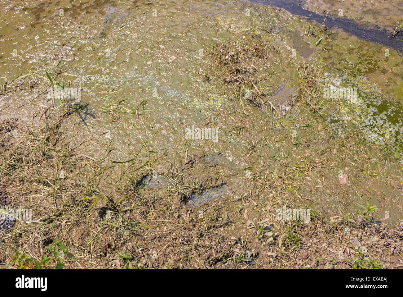 Boot footprints in the mud Stock Photo - Alamy