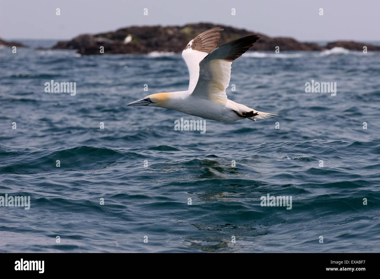 A Northern Gannet flying low over the sea as it returns to Grassholm ...