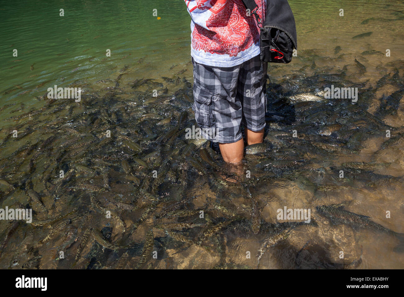 A visitor enjoying fish massage at a fish massage service station in ...