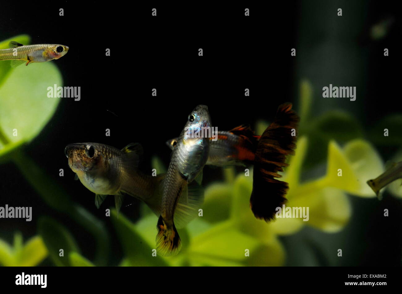 Guppy Multi Colored Fish Stock Photo - Alamy