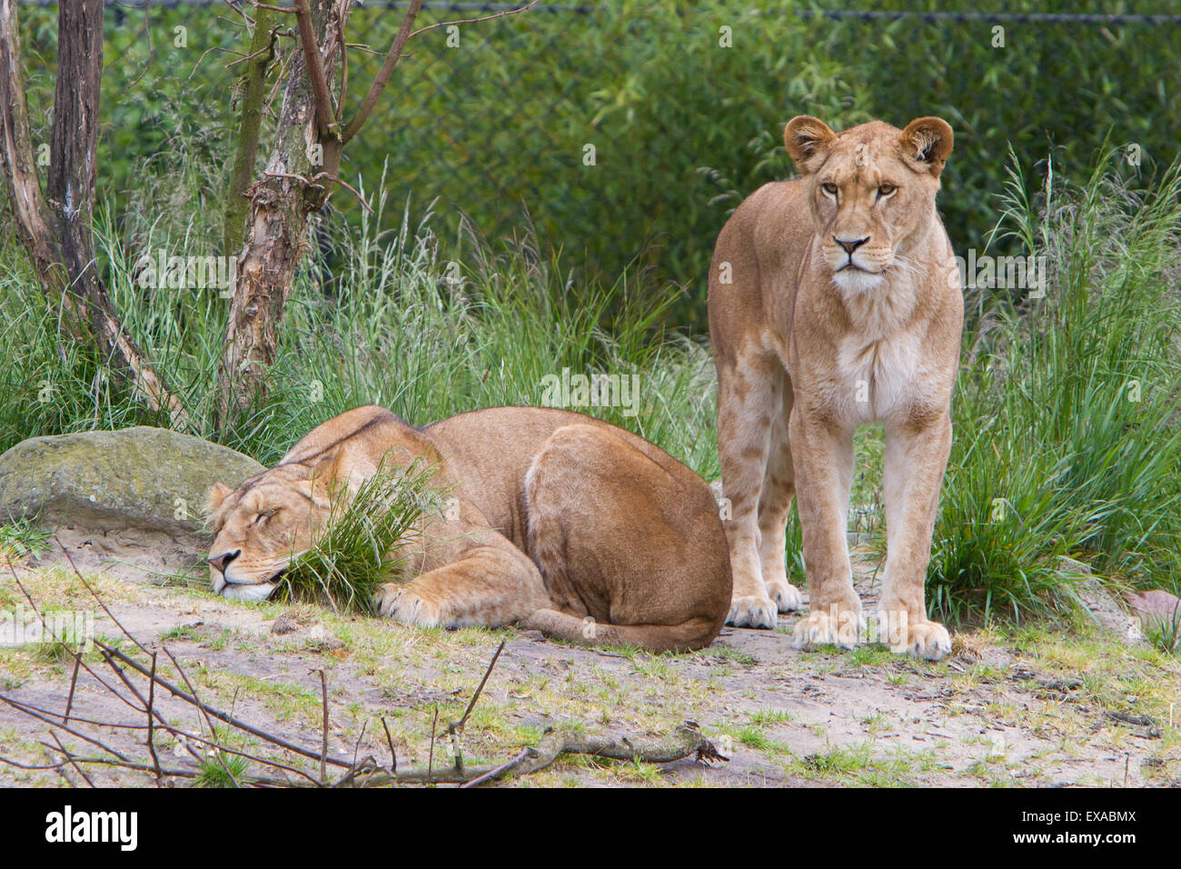 Large lioness hi-res stock photography and images - Alamy