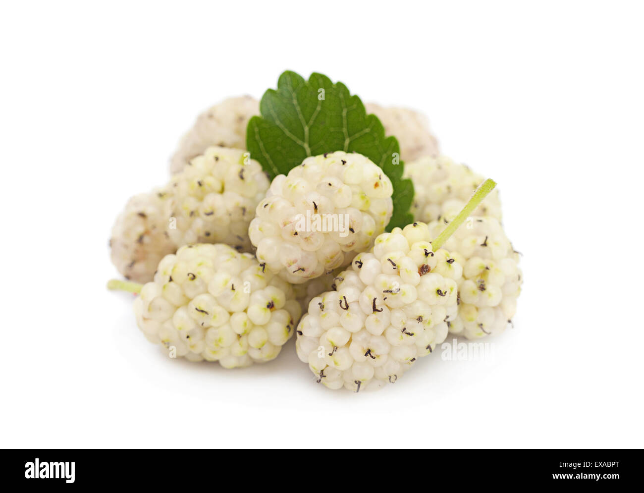 White mulberry fruit closeup isolated on white Stock Photo - Alamy