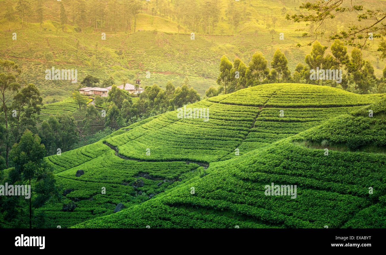 Tea fields in the mountain area in Nuwara Eliya, Sri Lanka Stock Photo ...