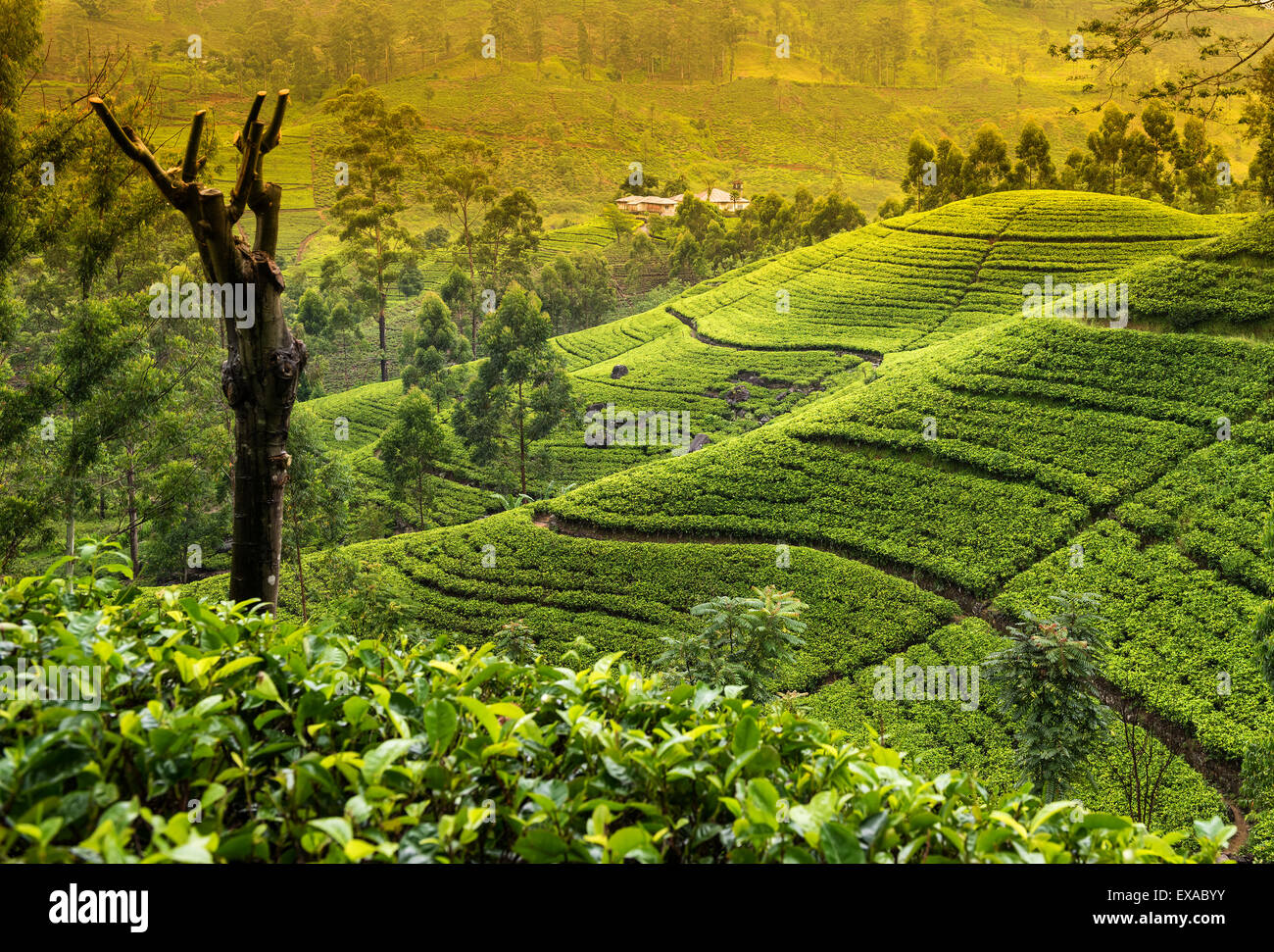 Tea Estate Sri Lanka Stock Photos & Tea Estate Sri Lanka Stock Images ...